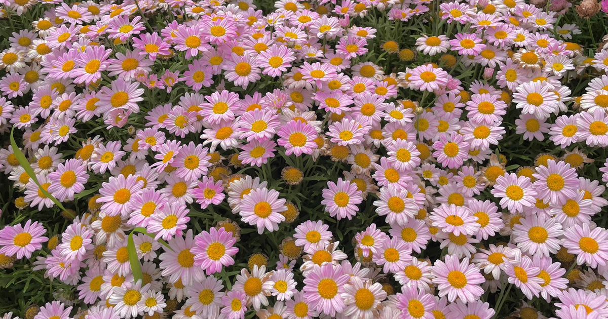 让我们思考一下 san、sama、kimi 和 chan 之间的区别！ /日语学习支持有限责任公司